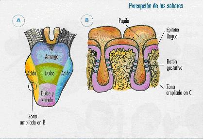 8 CIENCIAS: 4 Lección: El gusto: 4 Lección El gusto