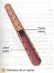 6 CIENCIAS: 6 Lección: Circulación en el hombre: Vasos Sanguineos