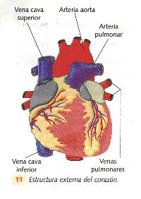 6 CIENCIAS: 6 Lección: Circulación en el hombre: Corazon