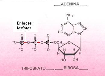 11 QUÍMICA: 2 Lección: El sistema ATP-ADP: 2 Lección: El sistema ATP-ADP