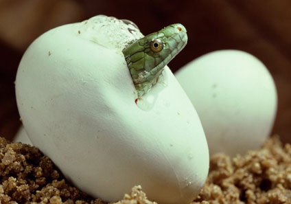 7 CIENCIAS: 4 Lección: Reproducción en animales: Reproduccion en ...